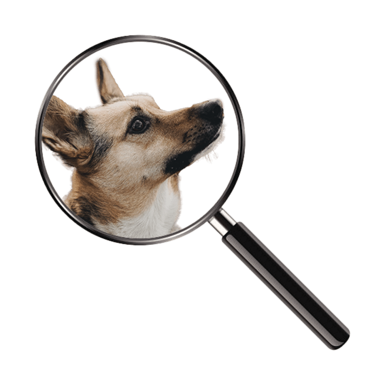 WHAT TO EXPECT DURING A PA DOG LAW INSPECTION – PA Animal Welfare & Safety